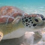 Kayak & Snorkel with Sea Turtles, National Park, St. John - What Travelers Are Saying