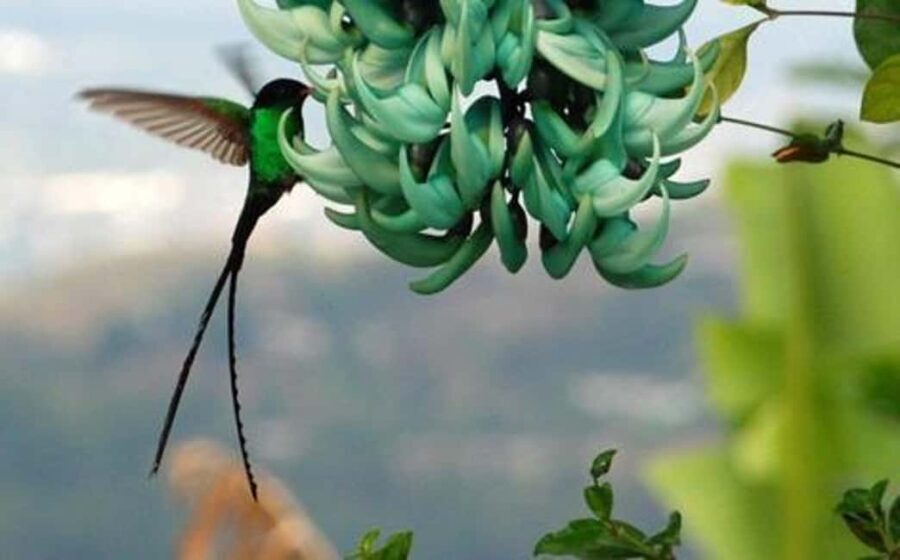 Kingston Blue Mountains Tour with Coffee Tasting - The Itinerary: What to Expect, Step-by-Step