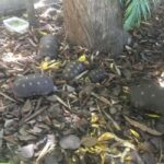 Kingstown: St. Vincent Pirates of the Caribbean Tour - What to Expect on the Tour