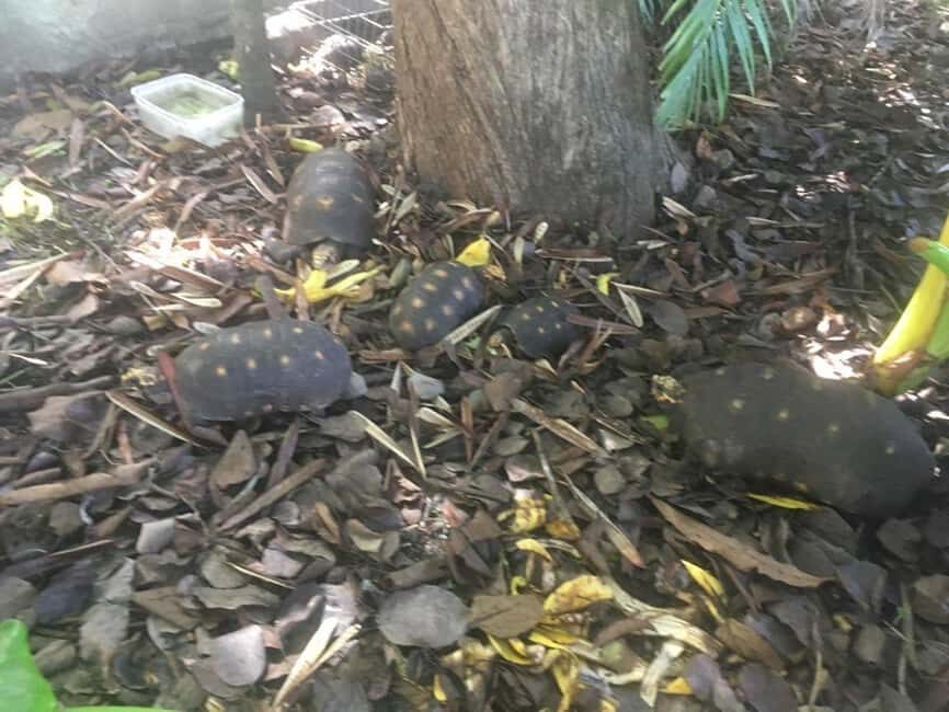 Kingstown: St. Vincent Pirates of the Caribbean Tour - What to Expect on the Tour