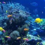 La Romana: Catalina Island Day Trip with Lunch & Drinks - What to Expect on the Day Trip