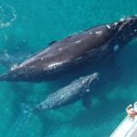 Las Terrenas: Whale Watching and Cayo Levantado Island Tour - The Balance of Value and Experience