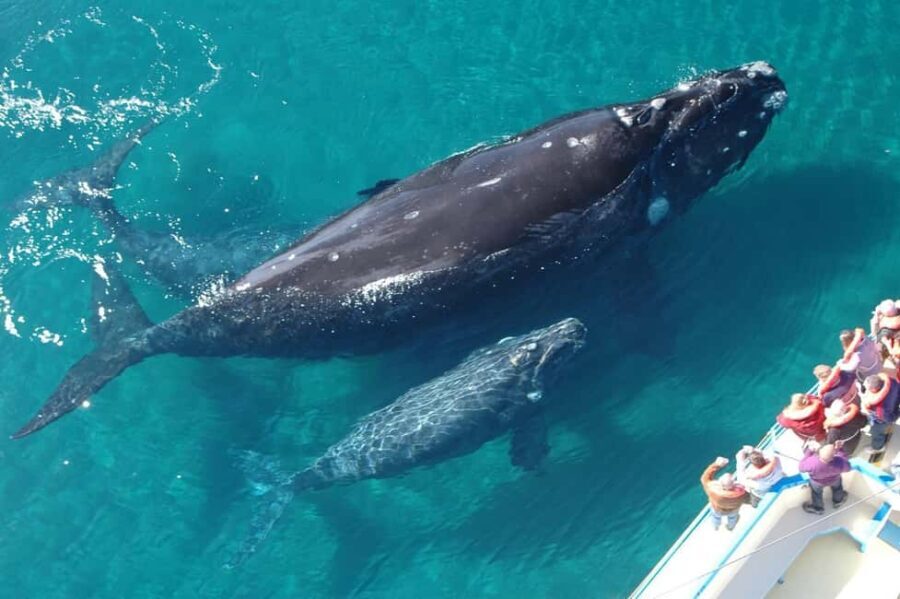 Las Terrenas: Whale Watching and Cayo Levantado Island Tour - The Balance of Value and Experience