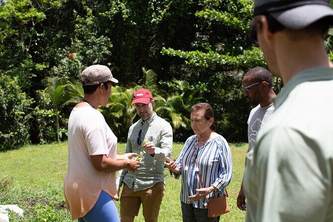 Learning about Medicinal Plants of Puerto Rico - The Sum Up