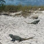 Let me take you to Caicos Jetski safari Private Tour - Who Is This Tour Best For?