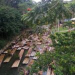 Lethe River Rafting Travel from Montego Bay w FREE Rum Punch - The Sum Up