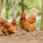 Liamuiga Natural Farm Tour - St.Kitts' Coffee Farm - Frequently Asked Questions