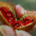 Local Excursion || Jungle Safari Excursion - What the Reviews Reveal