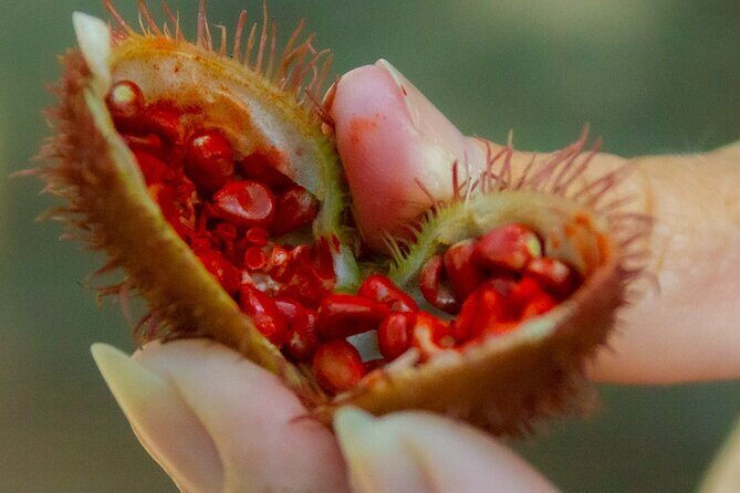 Local Excursion || Jungle Safari Excursion - What the Reviews Reveal