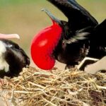 Los Haitises National Park and Cayo Levantado Island Day Trip from Samana - The Sum Up: Who Is This Tour Best For?