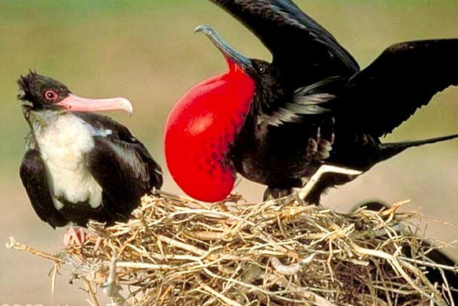 Los Haitises National Park and Cayo Levantado Island Day Trip from Samana - The Sum Up: Who Is This Tour Best For?