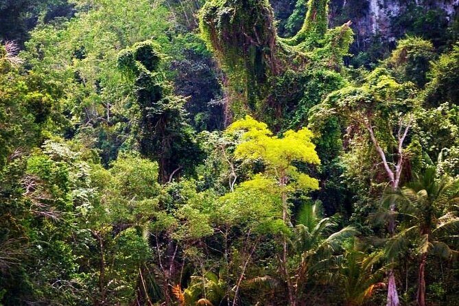 Los Haitises National Park private boat trip Caves and Mangrooves - The Sum Up: Who Should Consider This Tour?