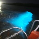 Luminous Lagoon "Glistening Waters" Tour from Falmouth - Who Will Love This Tour?