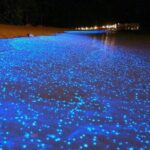 Luminous Lagoon Night-Time Tour from Montego Bay - Pricing and Value: Is It Worth It?