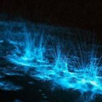 Luminous Lagoon Night Tour - Who This Tour Is Best For