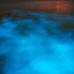 Luminous Lagoon Night Tour from Montego Bay - Why This Tour Stands Out