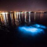 Luminous Lagoon Tour from Montego Bay - What to Expect from the Luminous Lagoon Tour