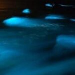 Luminous Lagoon Tour from Montego Bay (Private) - Why This Tour Appeals to Different Travelers