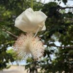 Magens Bay Nature Walk & premium hands-free Hobie Kayak Adventure - Why This Tour Stands Out