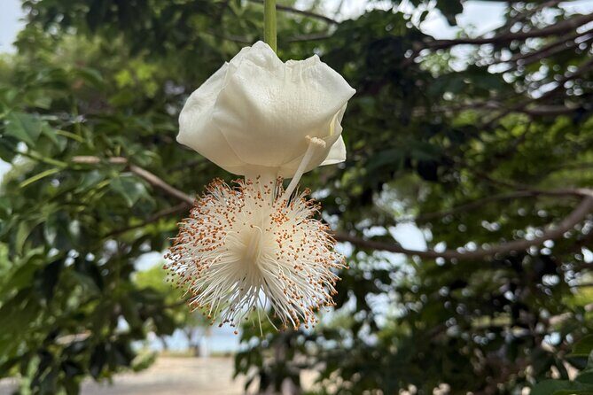 Magens Bay Nature Walk & premium hands-free Hobie Kayak Adventure - Why This Tour Stands Out