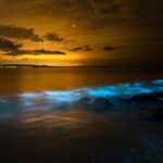 Magical Bioluminescent Night Dive - What Could Be Better?