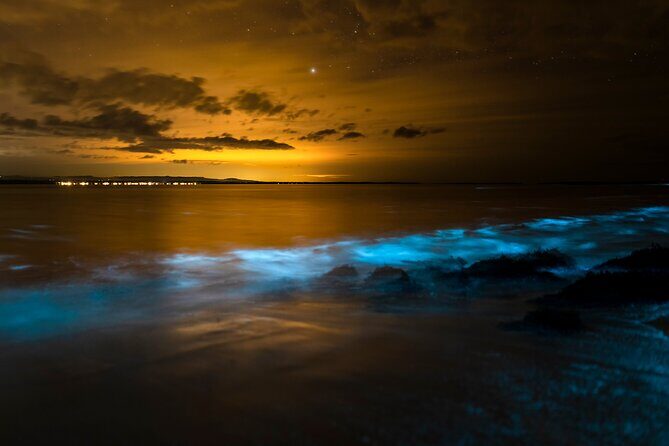 Magical Bioluminescent Night Dive - What Could Be Better?