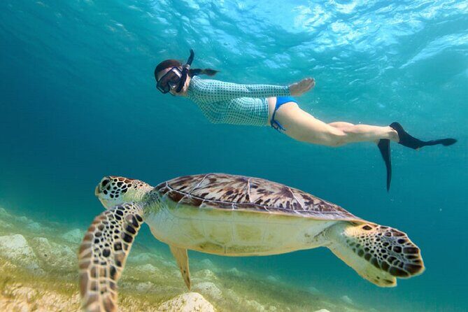 Maho Bay Turtle Snorkel with Lunch and Bar at Frenchman's Reef - Who Should Book This Tour?