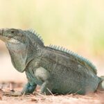 Mangrove Cay and Iguana Island Tours - Transportation, Group Size, and Practical Considerations