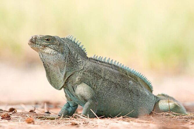 Mangrove Cay and Iguana Island Tours - Transportation, Group Size, and Practical Considerations