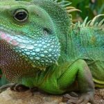 Mangrove Cay And Iguana Island Venture In Turks And Caicos Island - The Sum Up