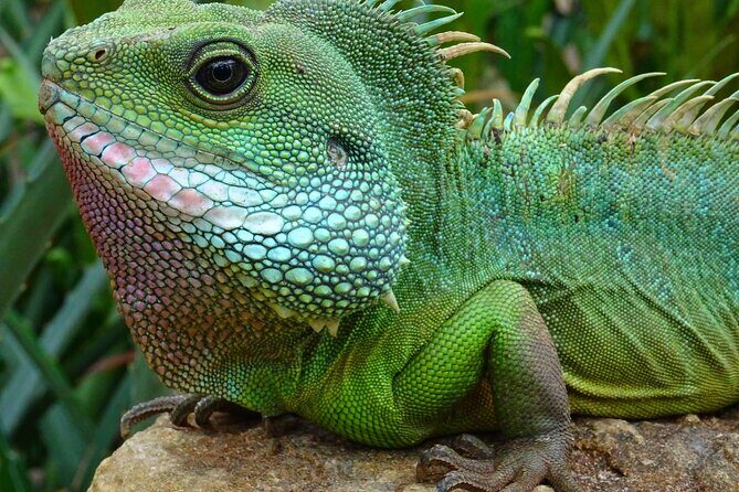 Mangrove Cay And Iguana Island Venture In Turks And Caicos Island - The Sum Up