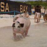 Mansa Bay w/ Swimming Pigs, Banana Boat, JetSki & Snorkeling - What to Expect on This Tour