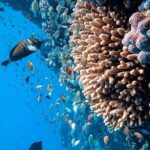 Margaritaville/Jeski Tour or Snorkeling in Montego Bay - Frequently Asked Questions