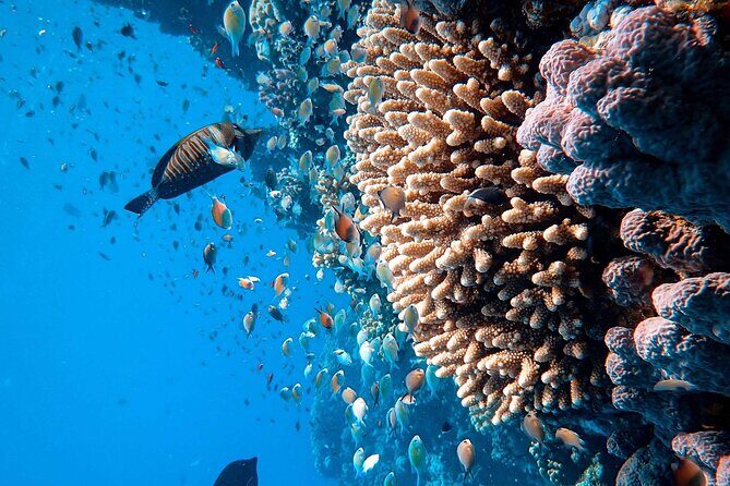 Margaritaville/Jeski Tour or Snorkeling in Montego Bay - Frequently Asked Questions