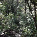 Martinique North Island Private Tour - The Reviews Speak for Themselves