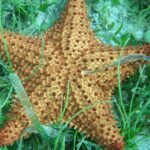 Martinique South Island Private Tour - Exploring the Itinerary: What You Can Expect