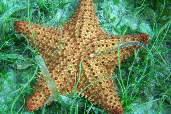 Martinique South Island Private Tour - Exploring the Itinerary: What You Can Expect