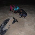 Matura Beach Turtle-Watching Experience - What Travelers Say
