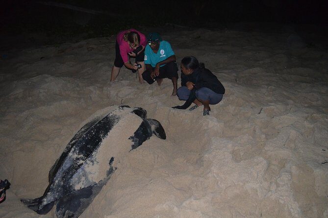 Matura Beach Turtle-Watching Experience - What Travelers Say