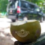 MBJ Airport Private Transfer to Rosehall Montego Bay - The Itinerary: What Happens on the Ride?