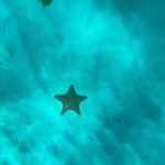 Mein Schiff from La Romana port: Catalina Island - Authentic Marine Encounters and Natural Beauty