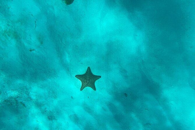 Mein Schiff from La Romana port: Catalina Island - Authentic Marine Encounters and Natural Beauty