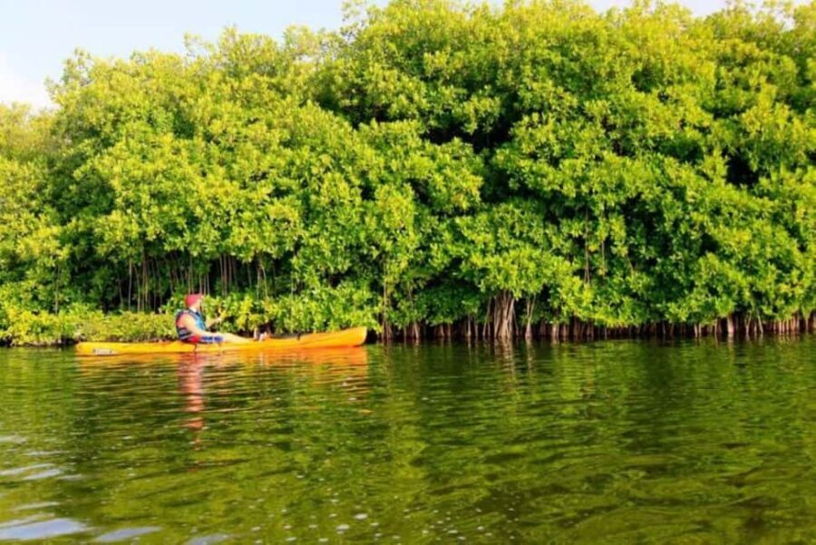 Miches: Private Kayak Excursion Through El Limón Lagoon - What Makes This Tour Stand Out?