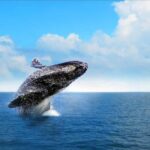 Miches : Private Whale Watching Samana bay - The Scenic Setting and Marine Environment