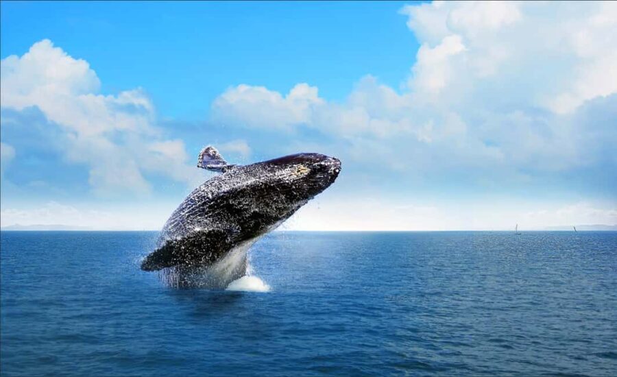 Miches : Private Whale Watching Samana bay - The Scenic Setting and Marine Environment