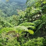 Millet Rainforest Hiking Experience - Analyzing the Value