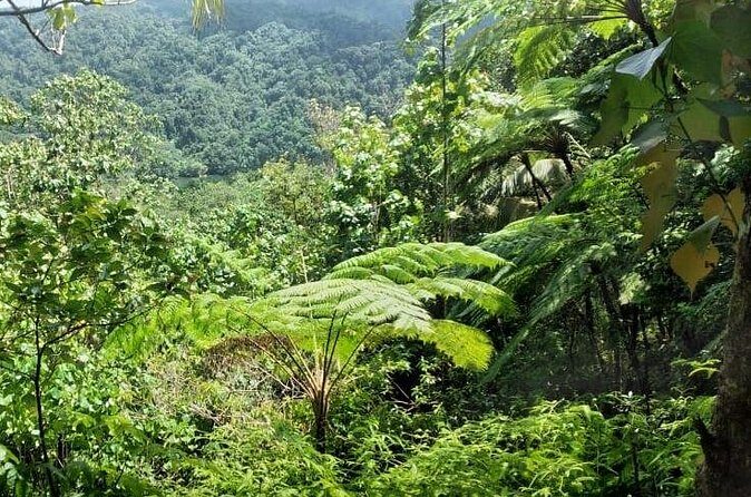 Millet Rainforest Hiking Experience - Analyzing the Value