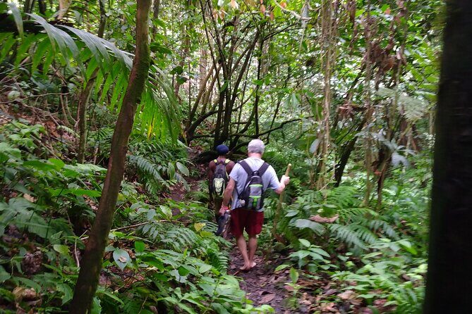 Mindfulness Rainforest Hike, Forest Bathing, Volcanic Hot Springs - The Sum Up
