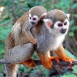 Monkey Enconter & Zip line Adventure - An In-Depth Look at the Tour Experience