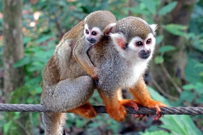 Monkey Enconter & Zip line Adventure - An In-Depth Look at the Tour Experience